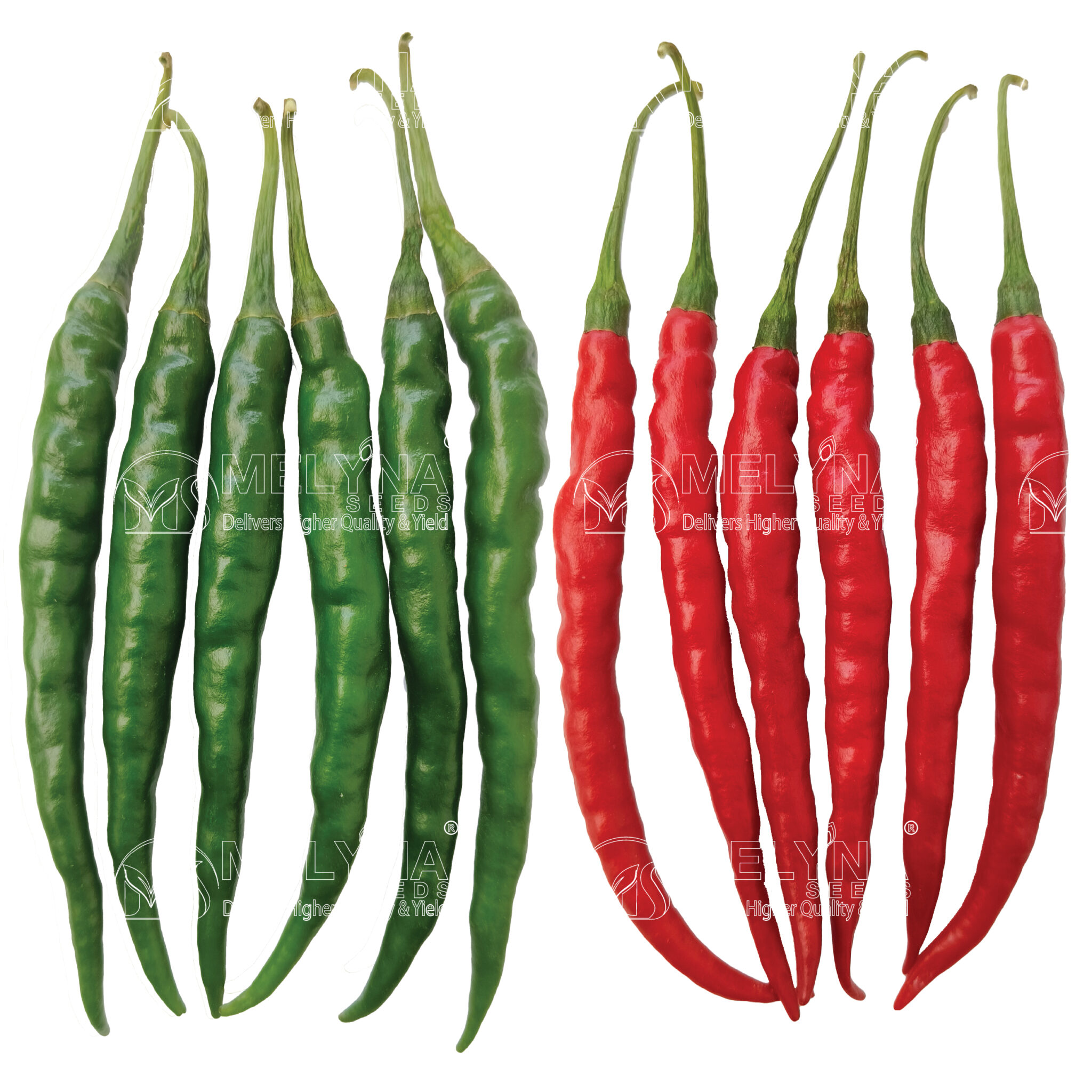 MELYNA BHOOMI 187 – melynaseeds