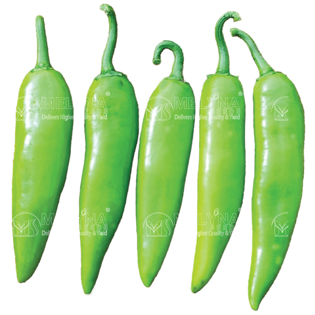 MELYNA DWARAKA 138 – melynaseeds