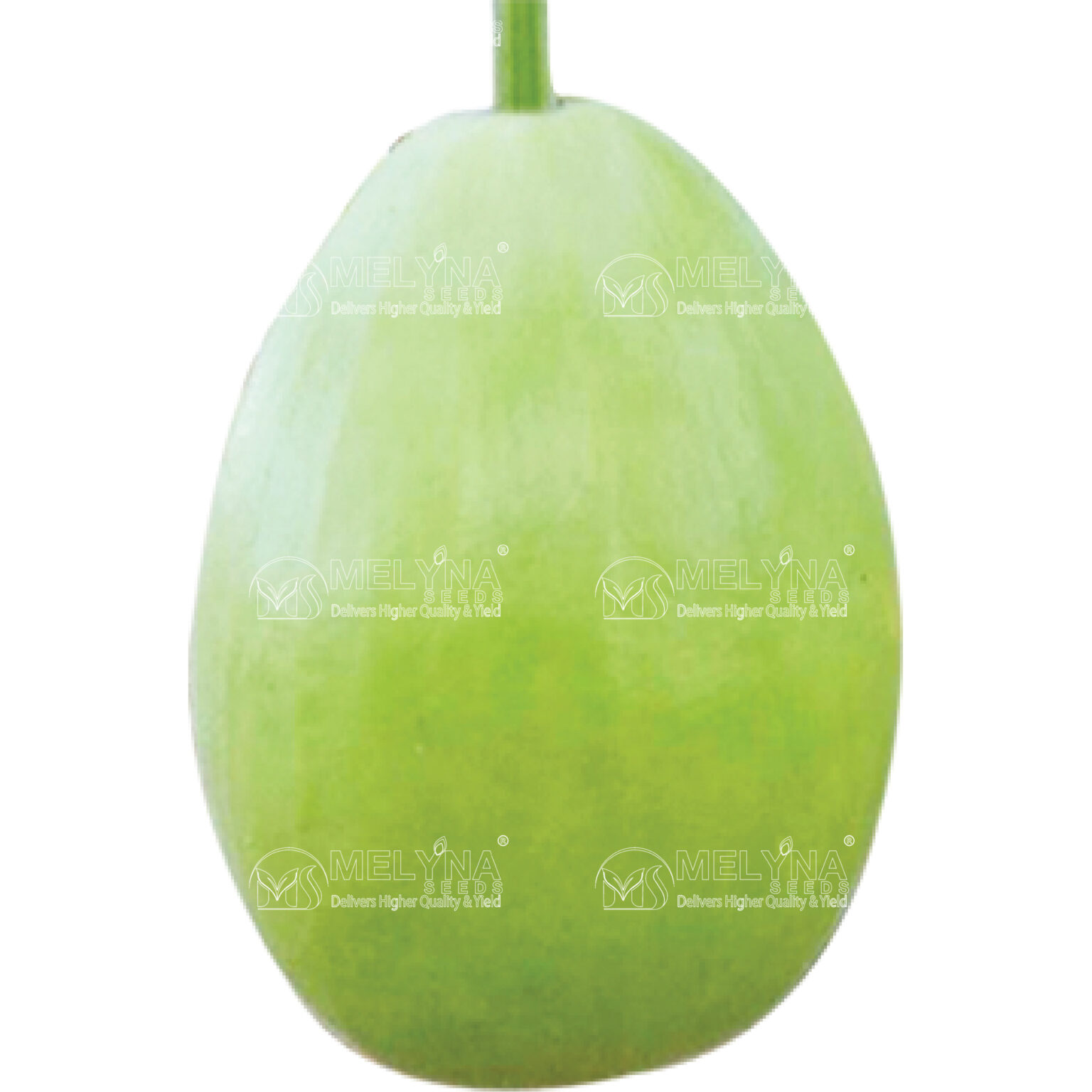 MELYNA HAMPI 447 – melynaseeds