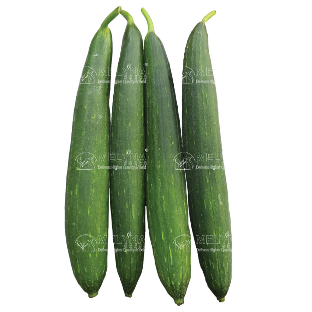 MELYNA RANI 665 – melynaseeds