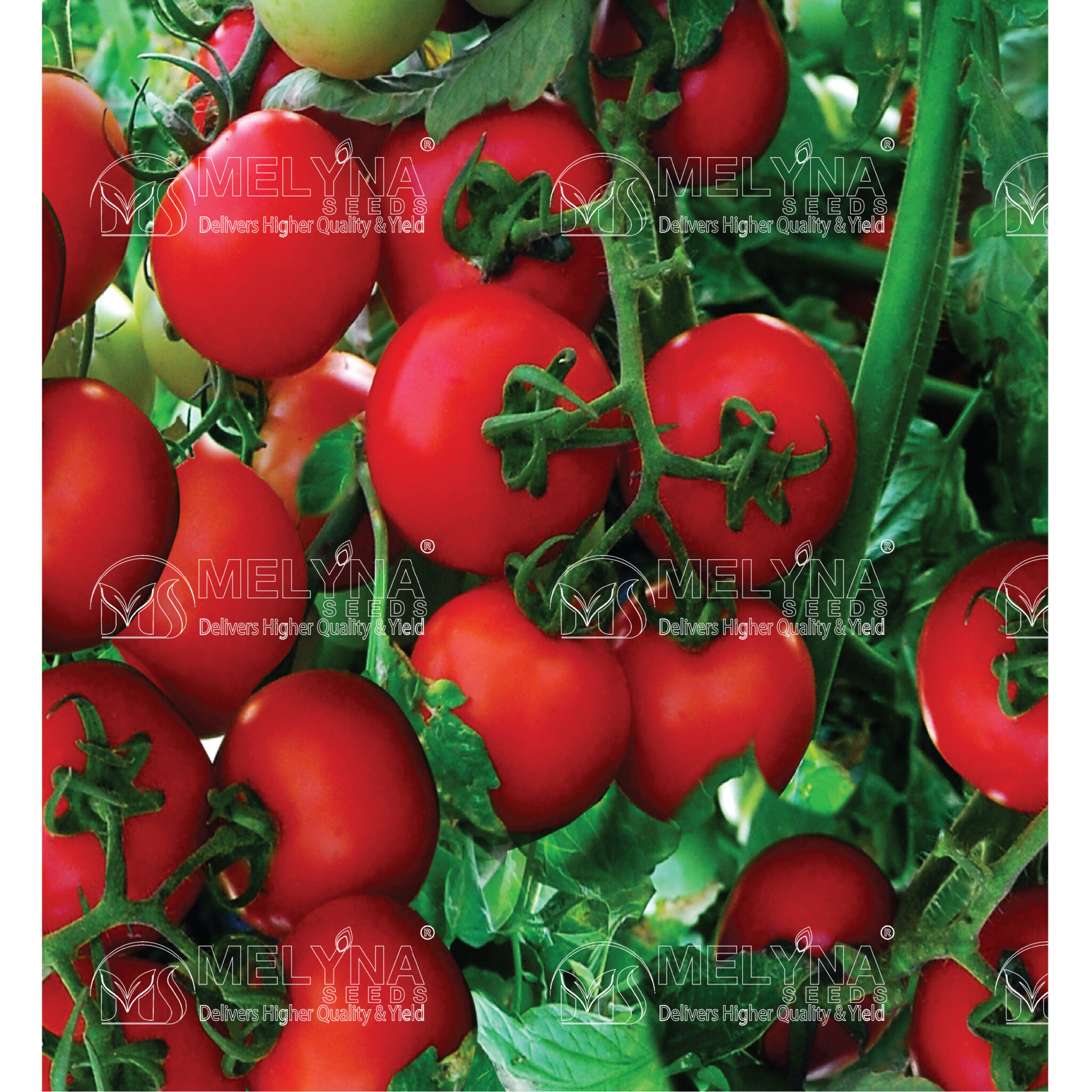 MELYNA SIVANGI 226 – melynaseeds