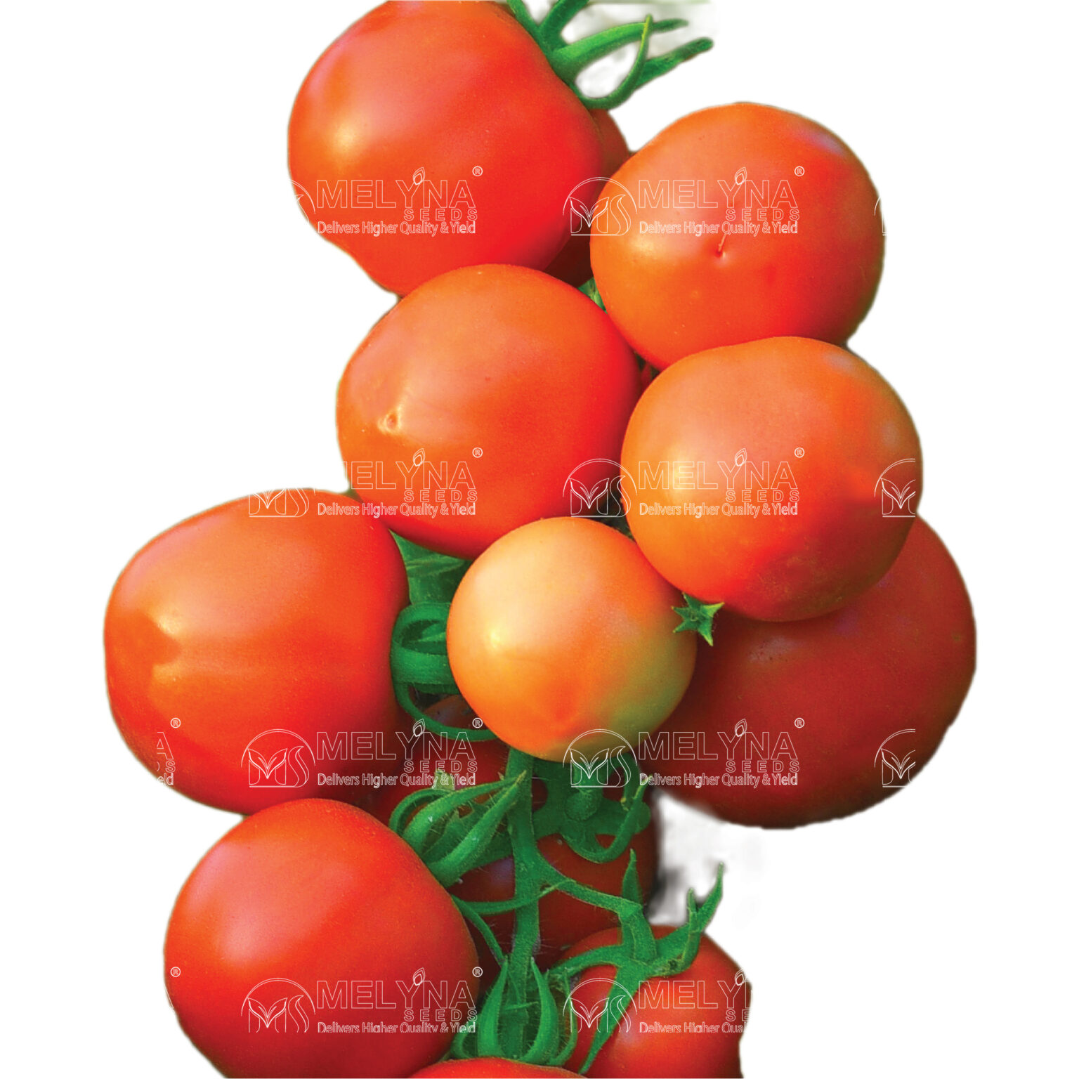 MELYNA SINDHU 224 – melynaseeds