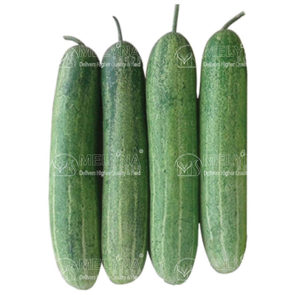 MELYNA SUCHITRA 770 – melynaseeds
