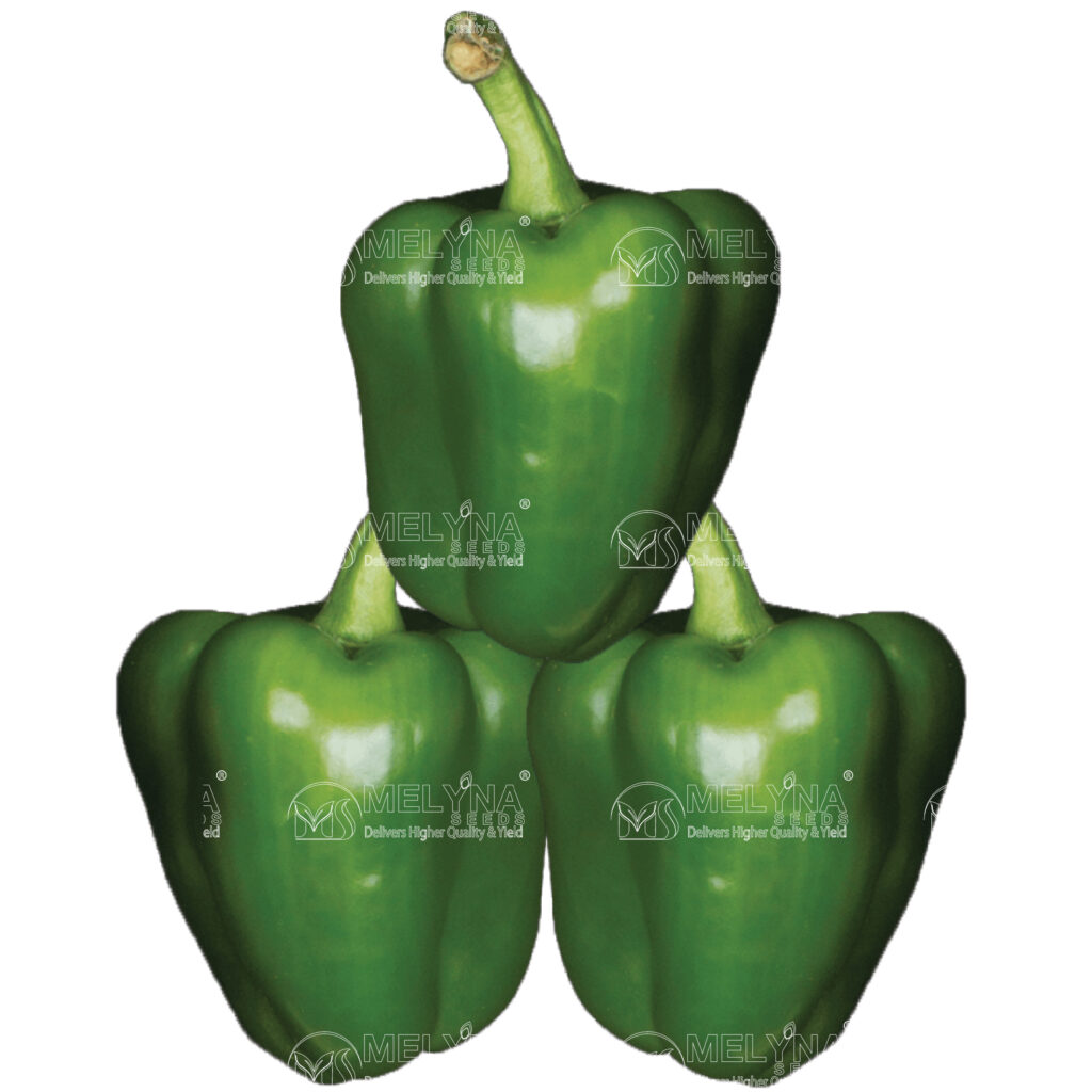MELYNA SUMA 100 – melynaseeds
